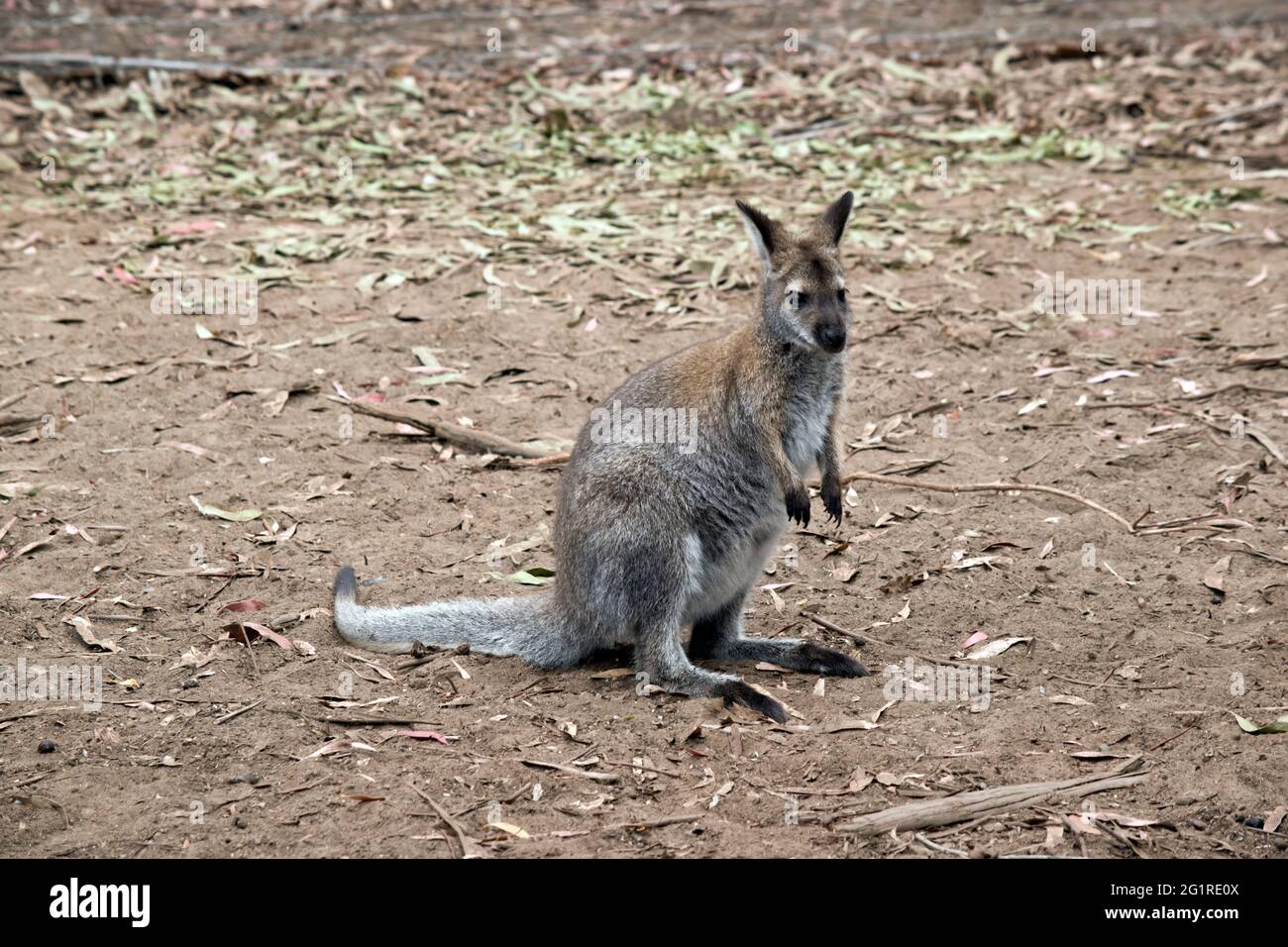 the young red necked wallaby is a brown and grey wallaby Stock Photo ...