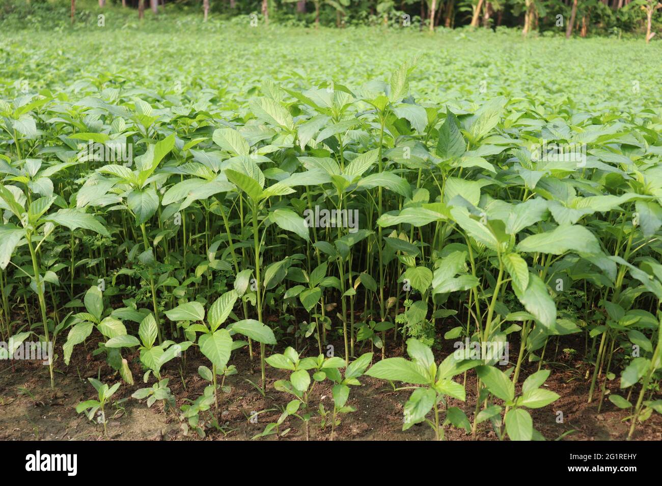 green colored jute farm on field for harvest and sell Stock Photo - Alamy