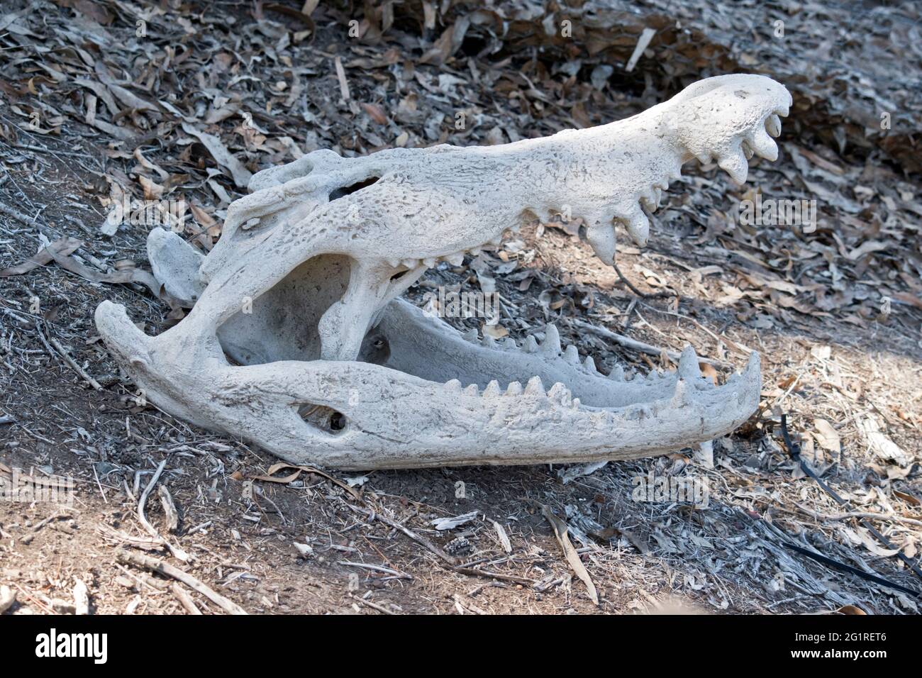 Alligator Bones High Resolution Stock Photography and Images - Alamy