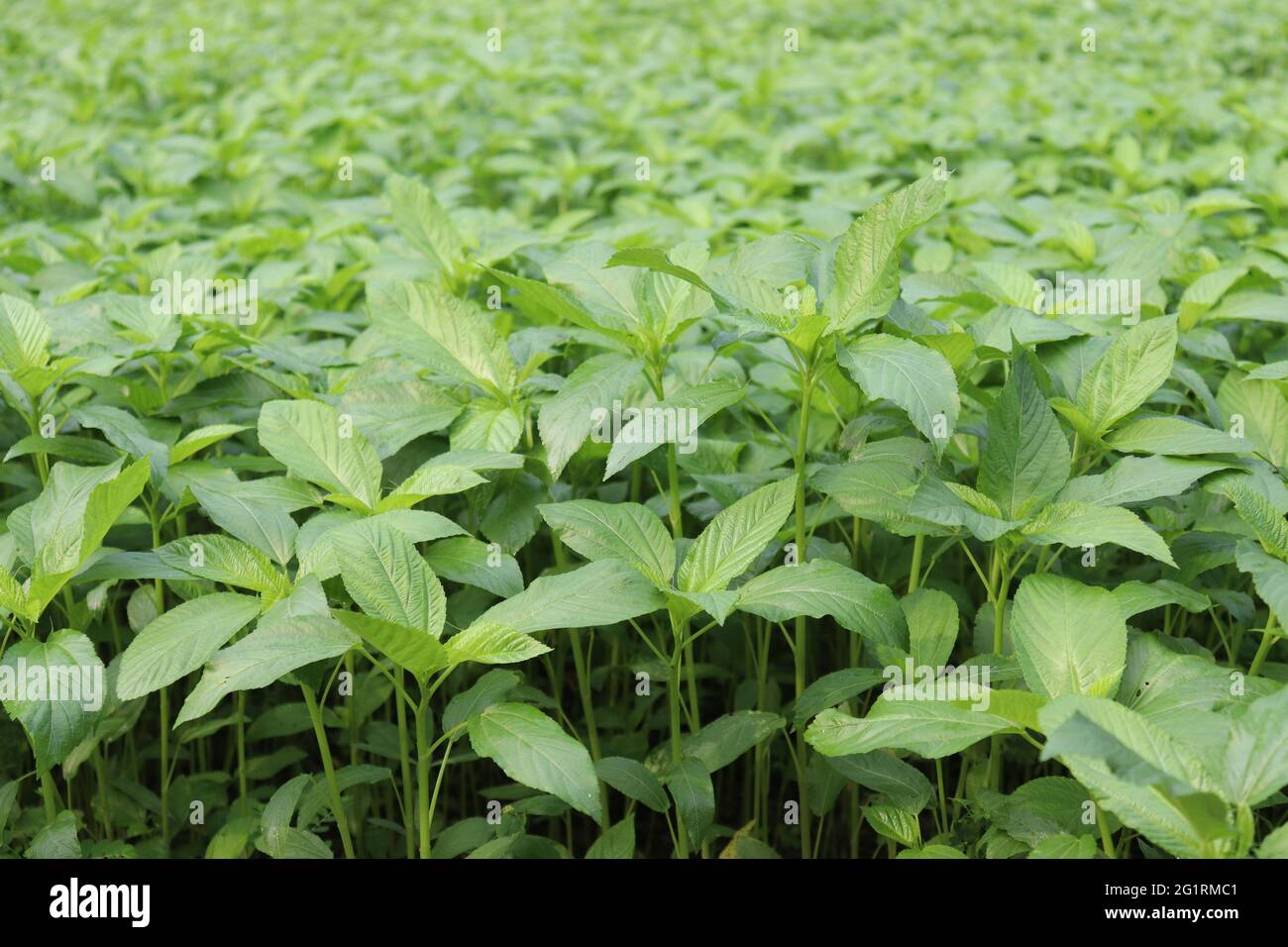 green colored jute farm on field for harvest and sell Stock Photo - Alamy