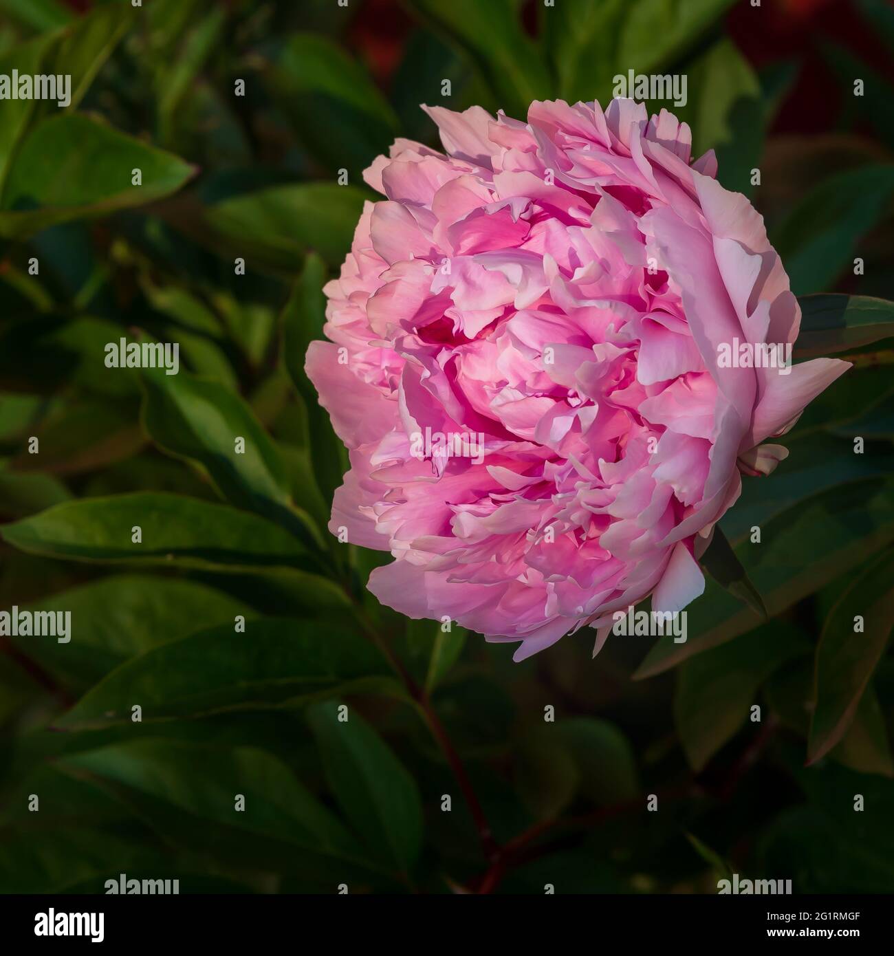 Pink peony bloom Stock Photo - Alamy