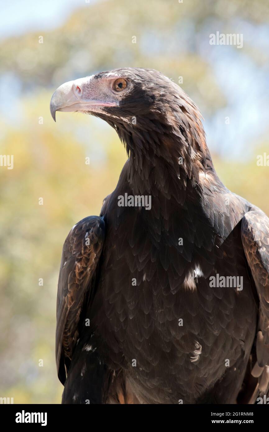 Avian raptor hi-res stock photography and images - Alamy