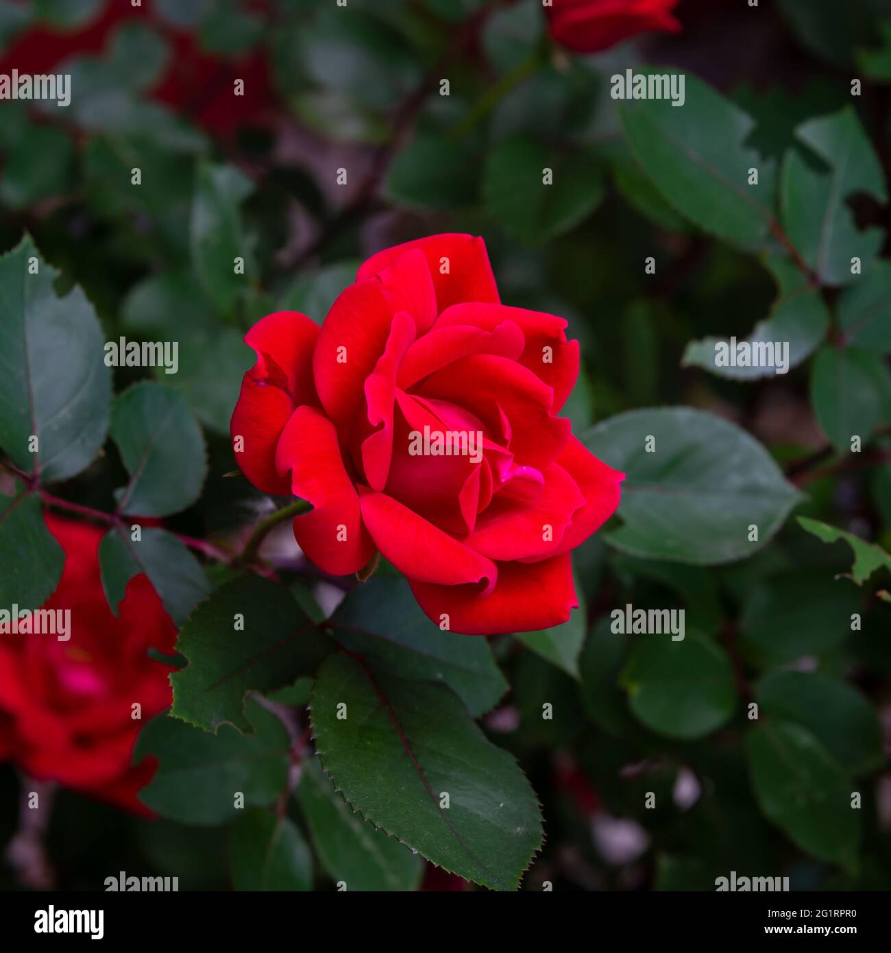 Rose bloom hi-res stock photography and images - Alamy