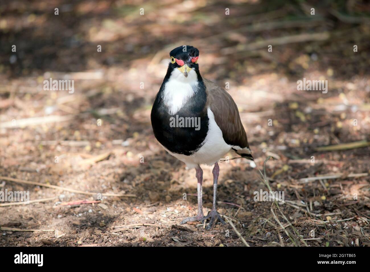 the banded lapwing has red lore wattle and a yellow bill, with yellow ...