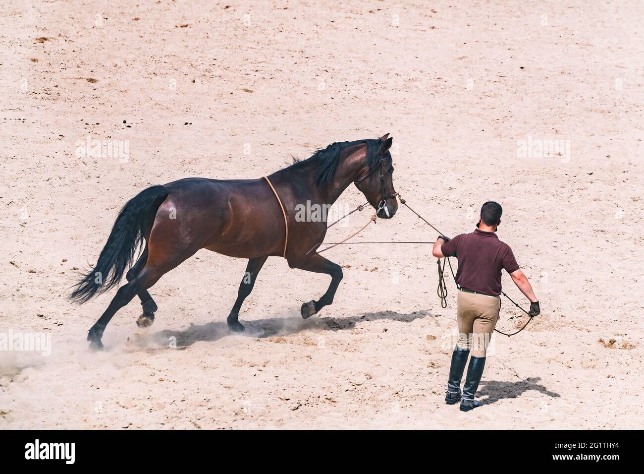 Man taming a horse hi-res stock photography and images - Alamy