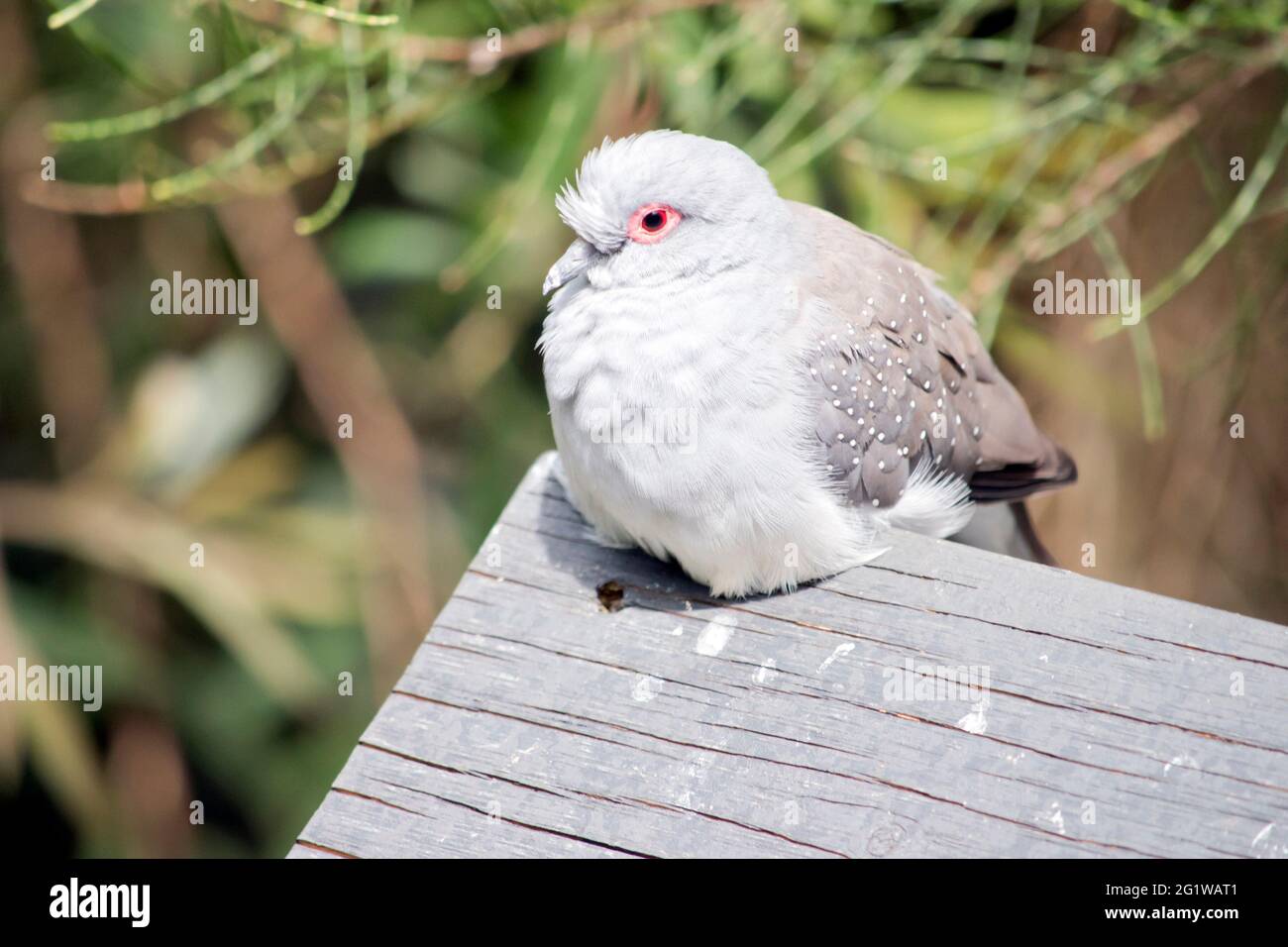 the diamond dove has a grey head and brown wing and white spots. The ...