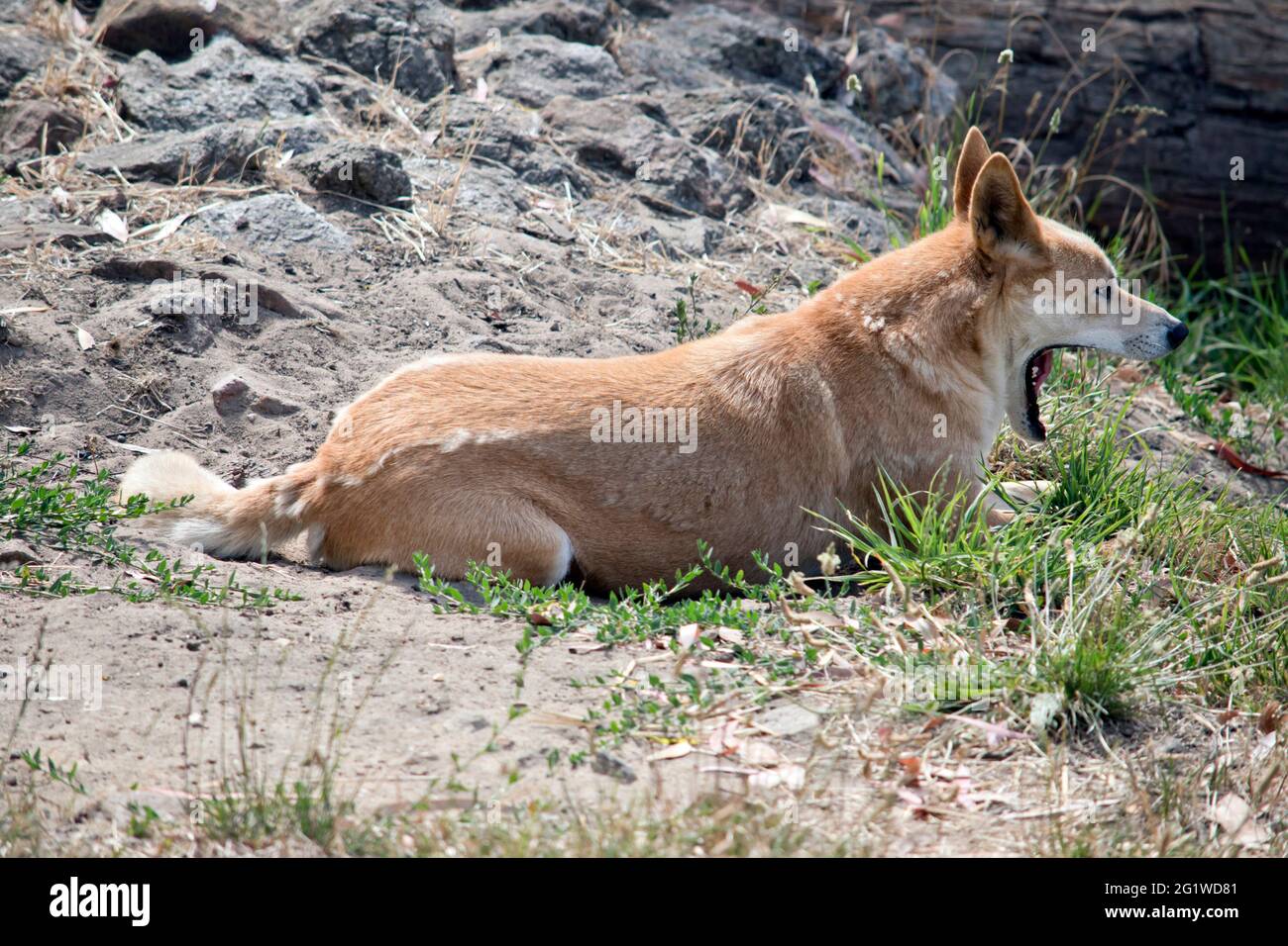 the golden dingo is a golden brown with some white on its face and tail ...
