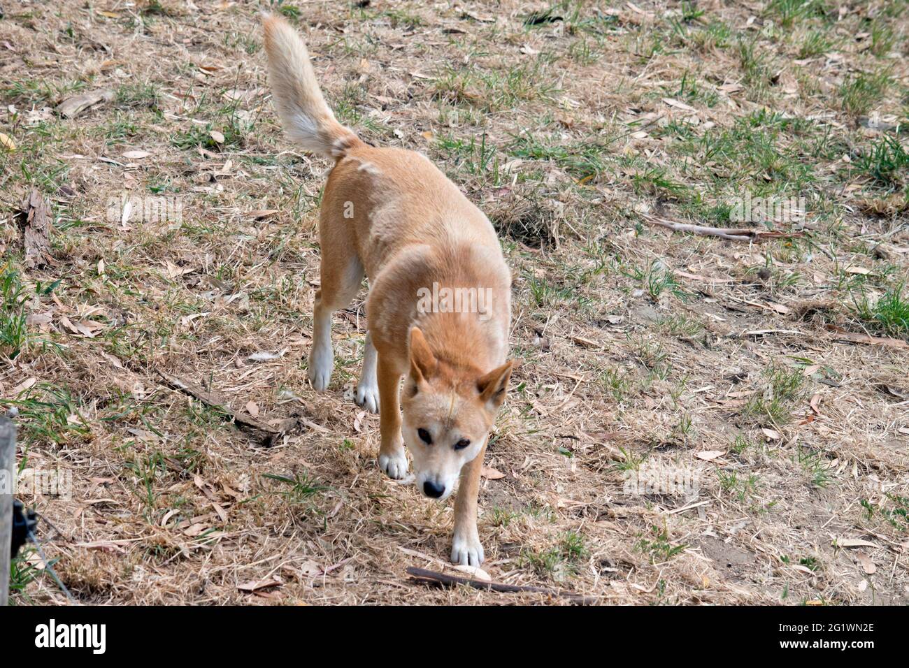 the golden dingo is a golden brown with some white on its face and tail ...