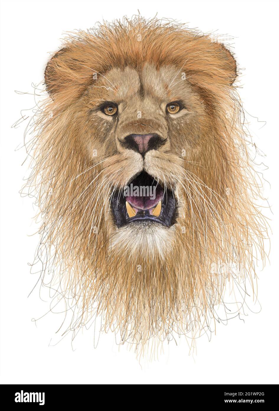 Lion, Illustration, Color Drawing Stock Photo - Alamy