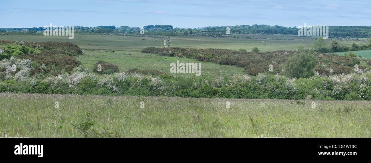Martin Down, a chalk land National Nature Reserve on the Hampshire ...