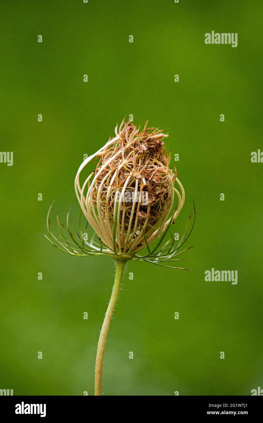 Hooked seeds hi-res stock photography and images - Alamy