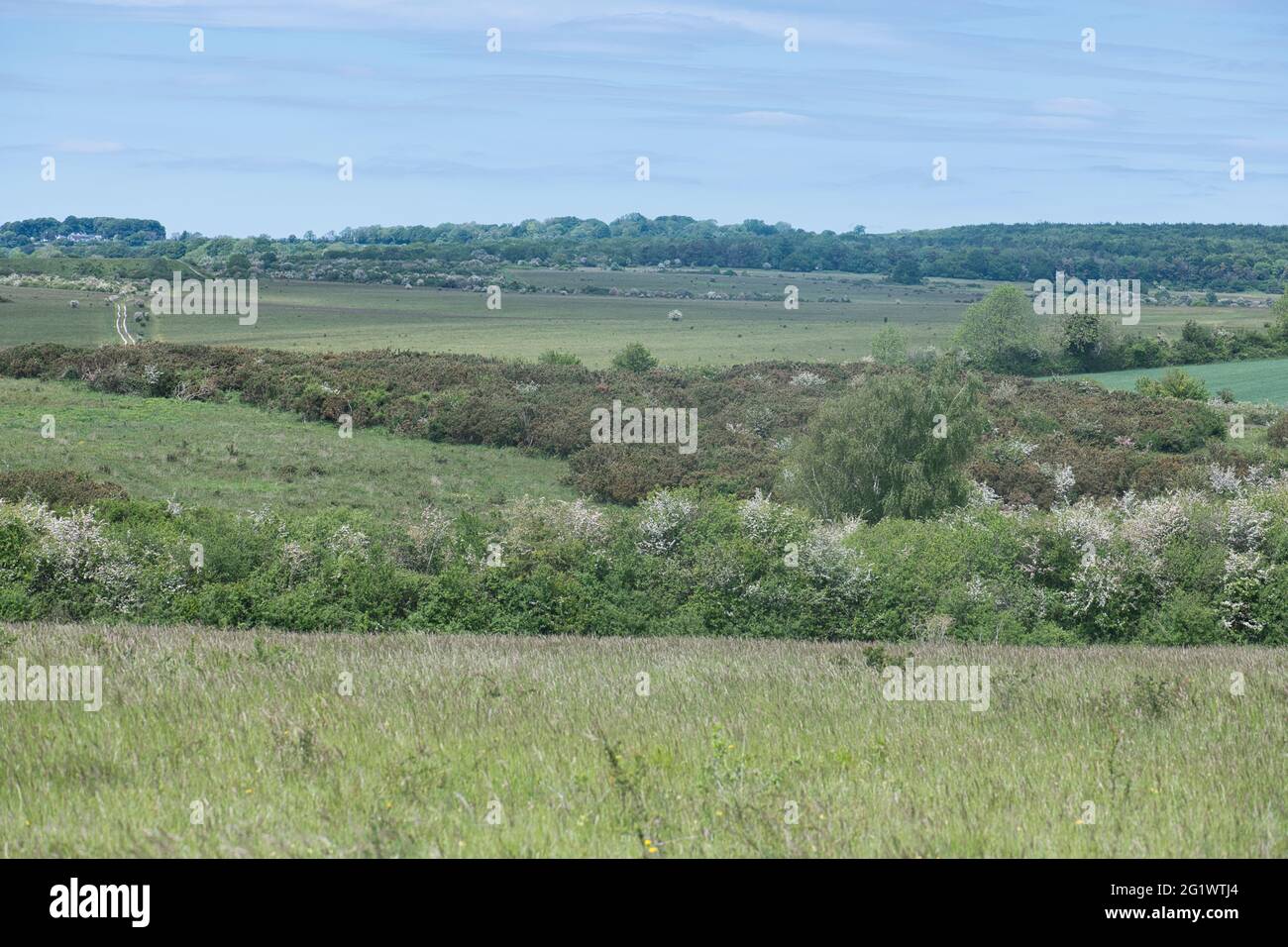Martin Down, a chalk land National Nature Reserve on the Hampshire ...