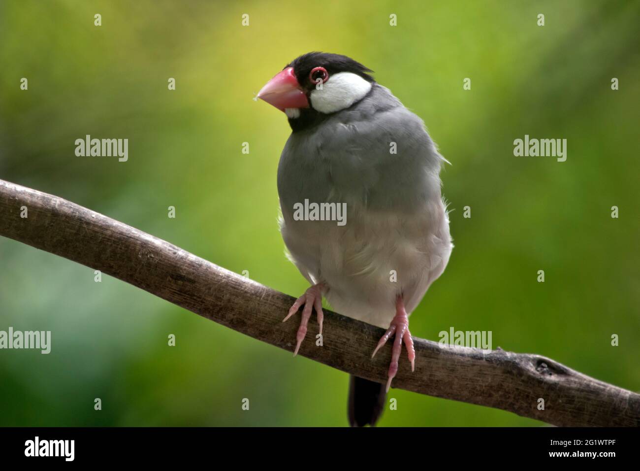 the Java sparrow is perched on a tree Stock Photo - Alamy