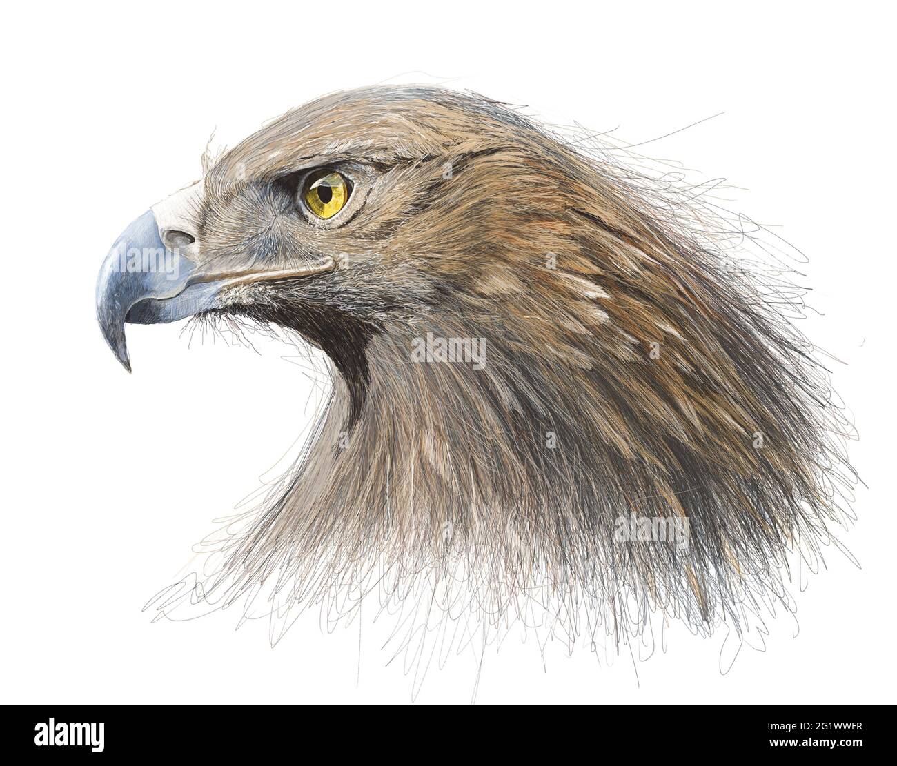 Digital illustration black eagle Cut Out Stock Images & Pictures - Alamy