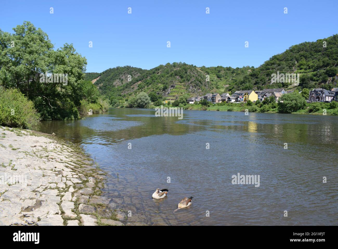 Mosel between Dieblich and Kobern-Gondorf Stock Photo - Alamy