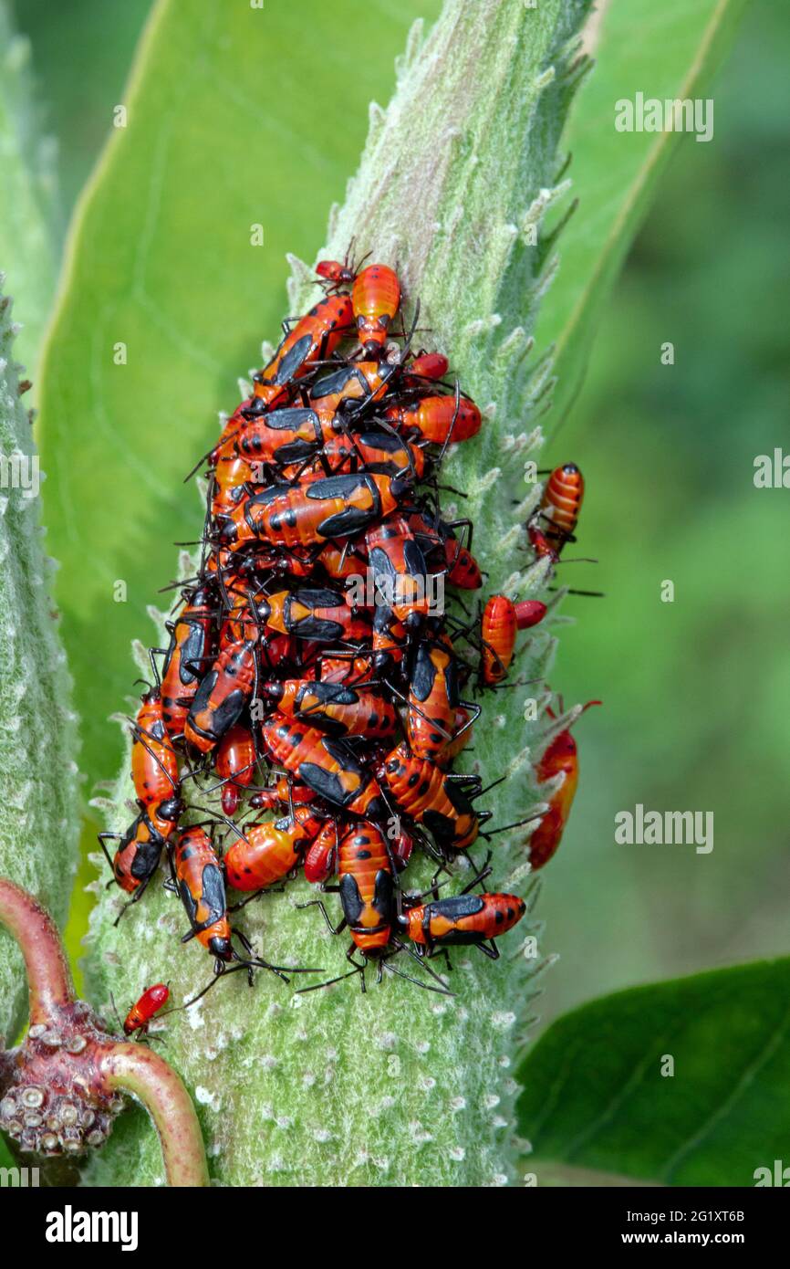 Milkweed beetles hi-res stock photography and images - Alamy