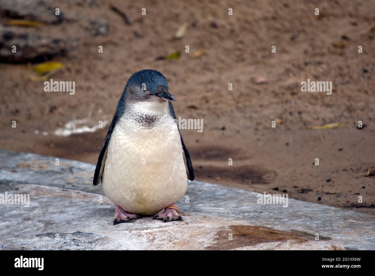 Fairy Penguin