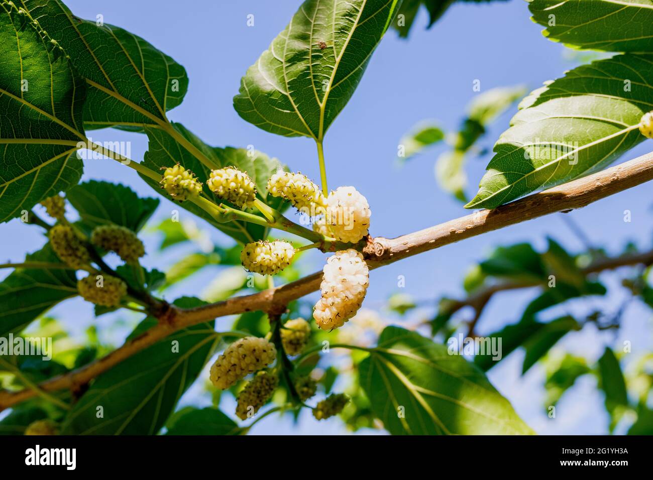 Fruit of Morus alba, white mulberry, rich wild berry Stock Photo - Alamy