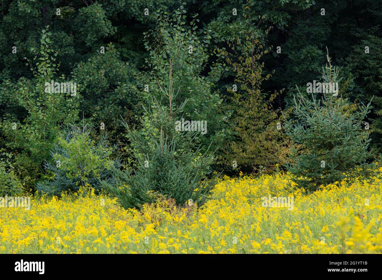 Old Field Succession containing both naturally seeded trees and planted ...