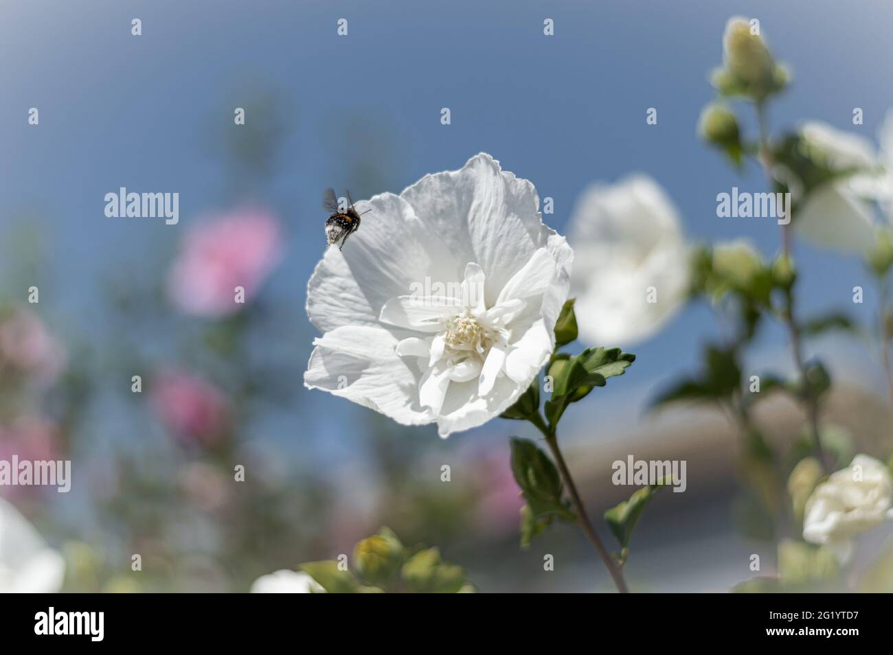 Close view of a white flower with a bee Stock Photo - Alamy