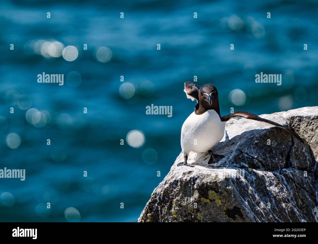 Razorbill (Alca torda) on a rocky clifftop ledge in sunshine, Isle of ...