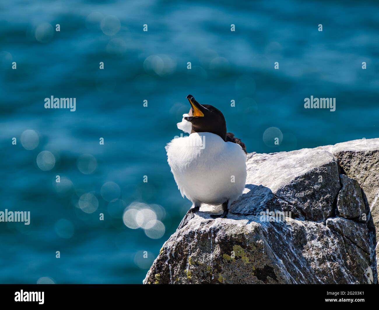 Razorbill (Alca torda) on a rocky clifftop ledge in sunshine, Isle of ...