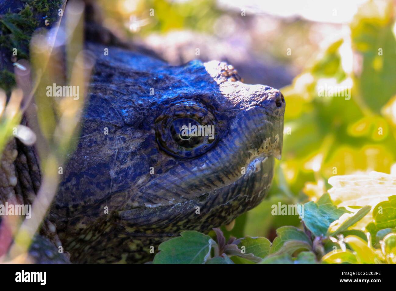 macro view of snapping turtle head Stock Photo - Alamy