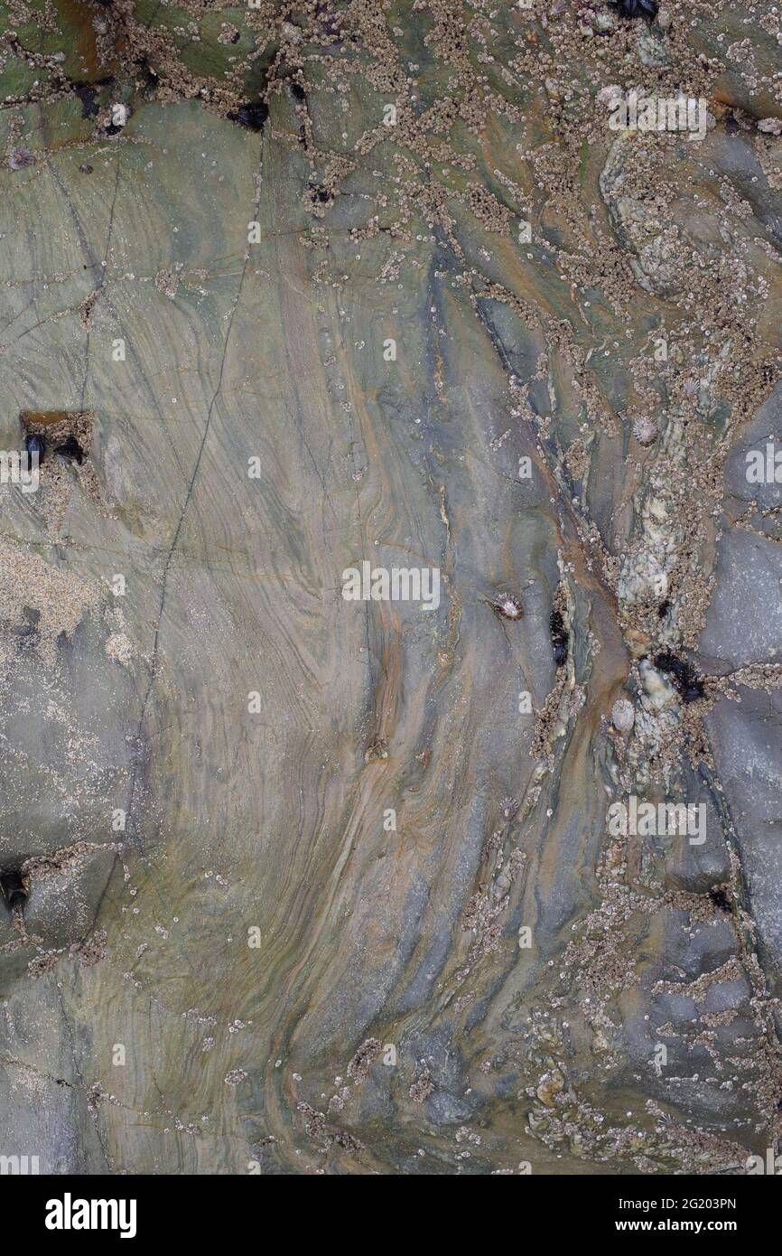 Metamorphic Pelitic Geology. Laminated Green and Orange Rock with ...