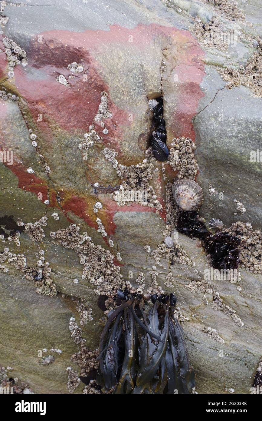 Orange Red Haematite Stained Fractures in Metasedimentary Geology by ...