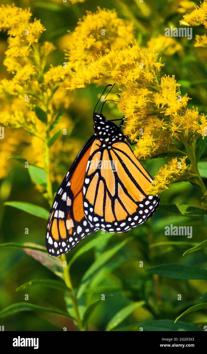 Monarch Butterfly feeding on goldenrod flowers during fall migration in ...