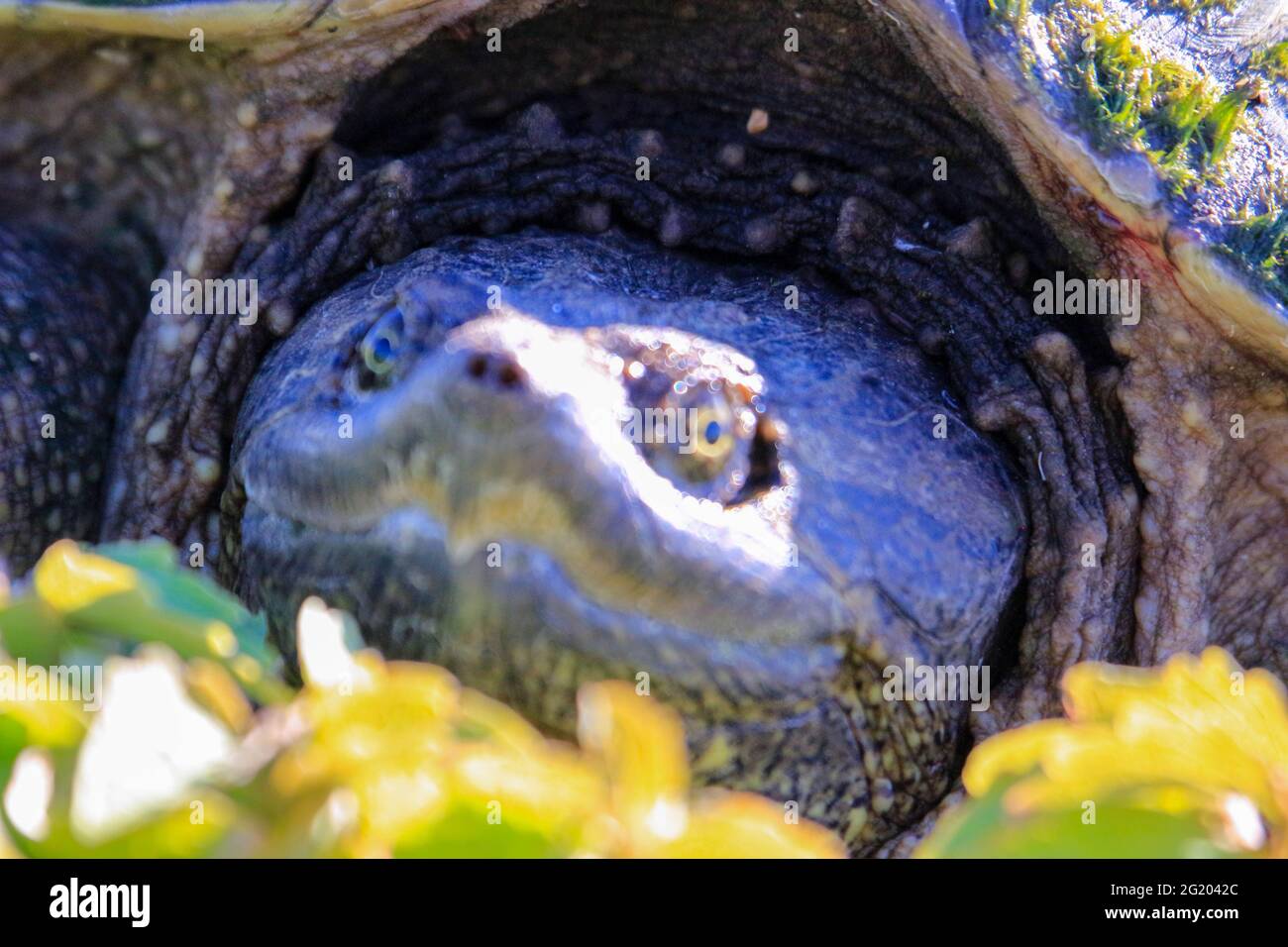 macro view of snapping turtle head Stock Photo - Alamy