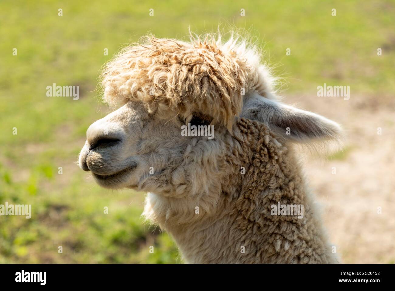 Happy woolly face hi-res stock photography and images - Alamy