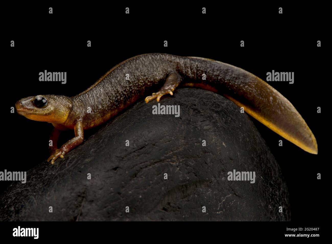 Italian crested newt hi-res stock photography and images - Alamy