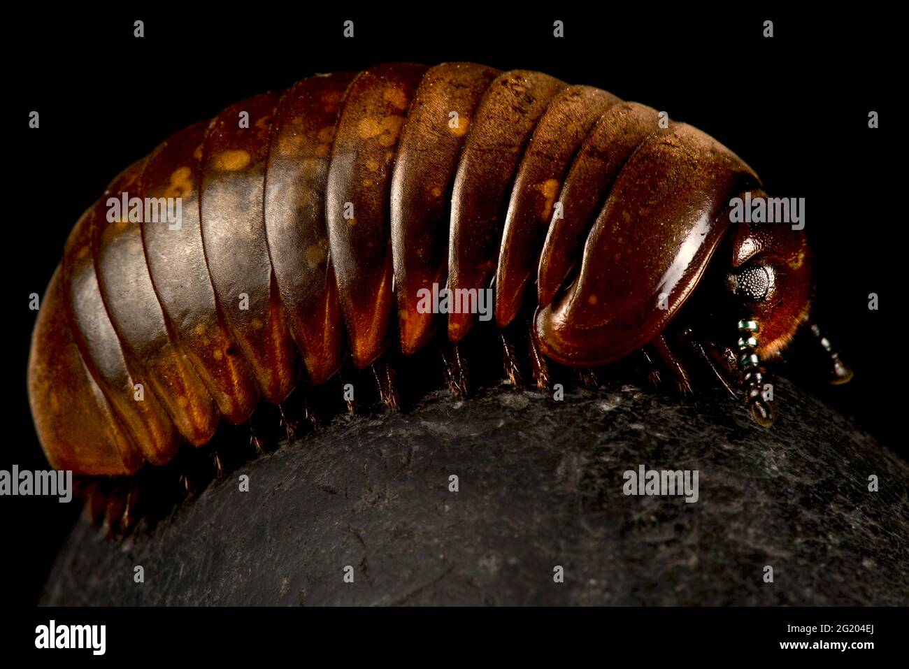 Thai pill millipede hi-res stock photography and images - Alamy
