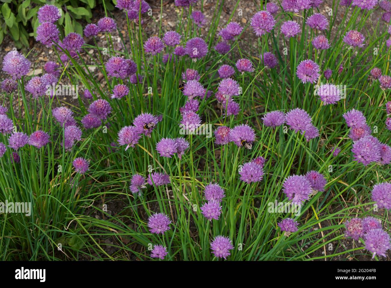 Food image of chives hi-res stock photography and images - Alamy