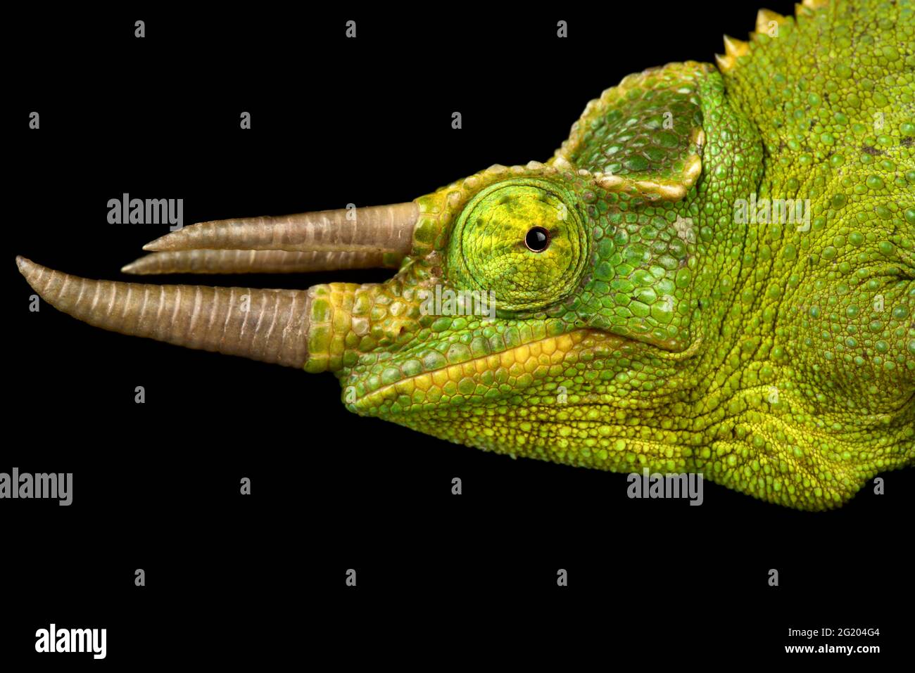 Yellow-crested Jackson’s Chameleon (Trioceros jacksonii xantholophus ...