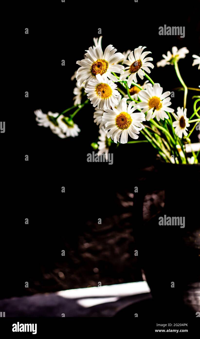 Retro still nature hi-res stock photography and images - Alamy