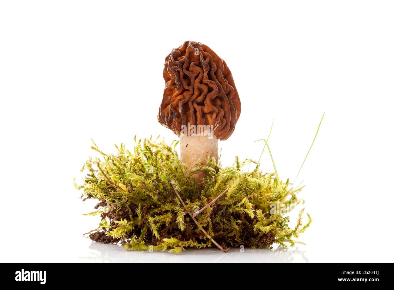 Early morel on moss isolated on white background. Verpa bohemica Stock ...