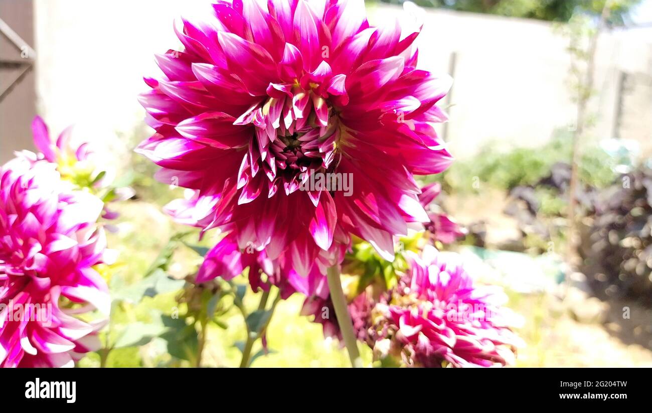 Pink Dahila flower grown in the garden Stock Photo - Alamy