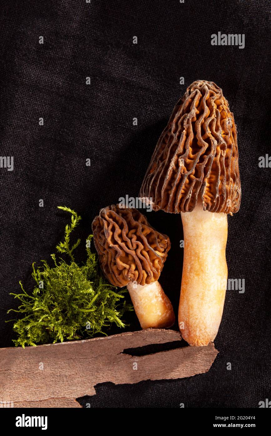 Fresh mushroom Verpa bohemica - edible and delicious fungus. Early ...