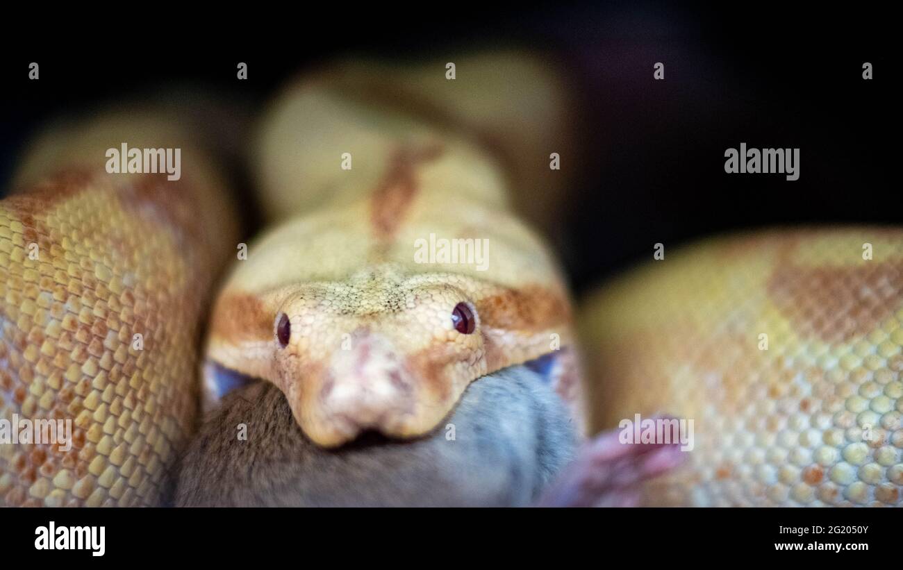 Albino Boa constrictor on a piece of wood, on a black background Stock ...
