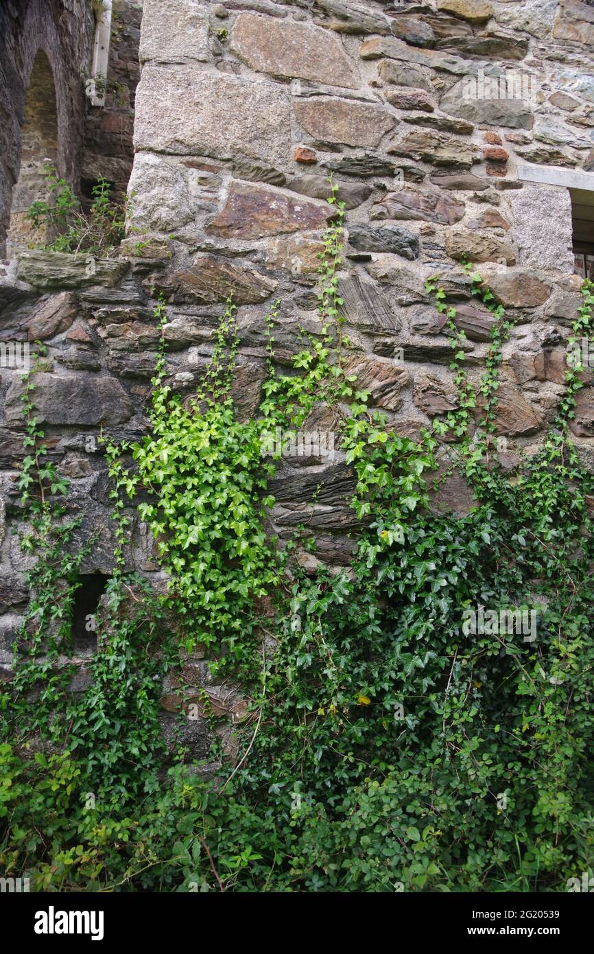 Wheal Peevor, Cornish Mine, Ivy Covered Engine Pumping House ...