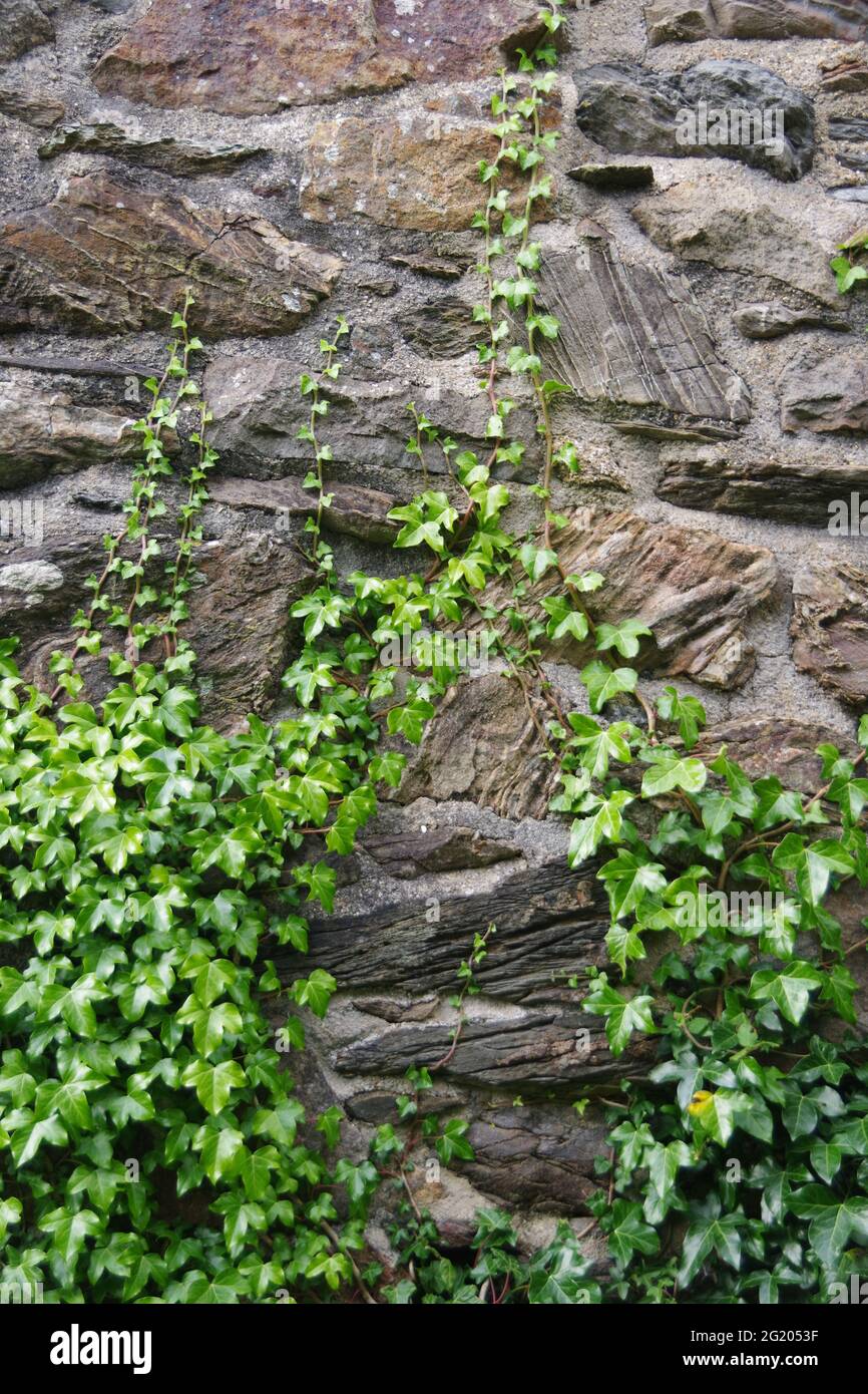 Wheal Peevor, Cornish Mine, Ivy Covered Engine Pumping House ...