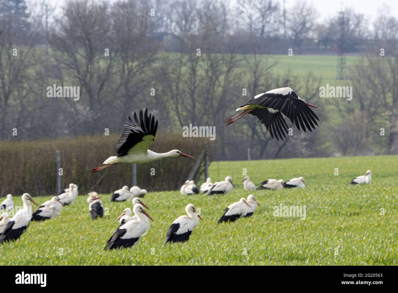 Wonderful view of flying storks Stock Photo - Alamy