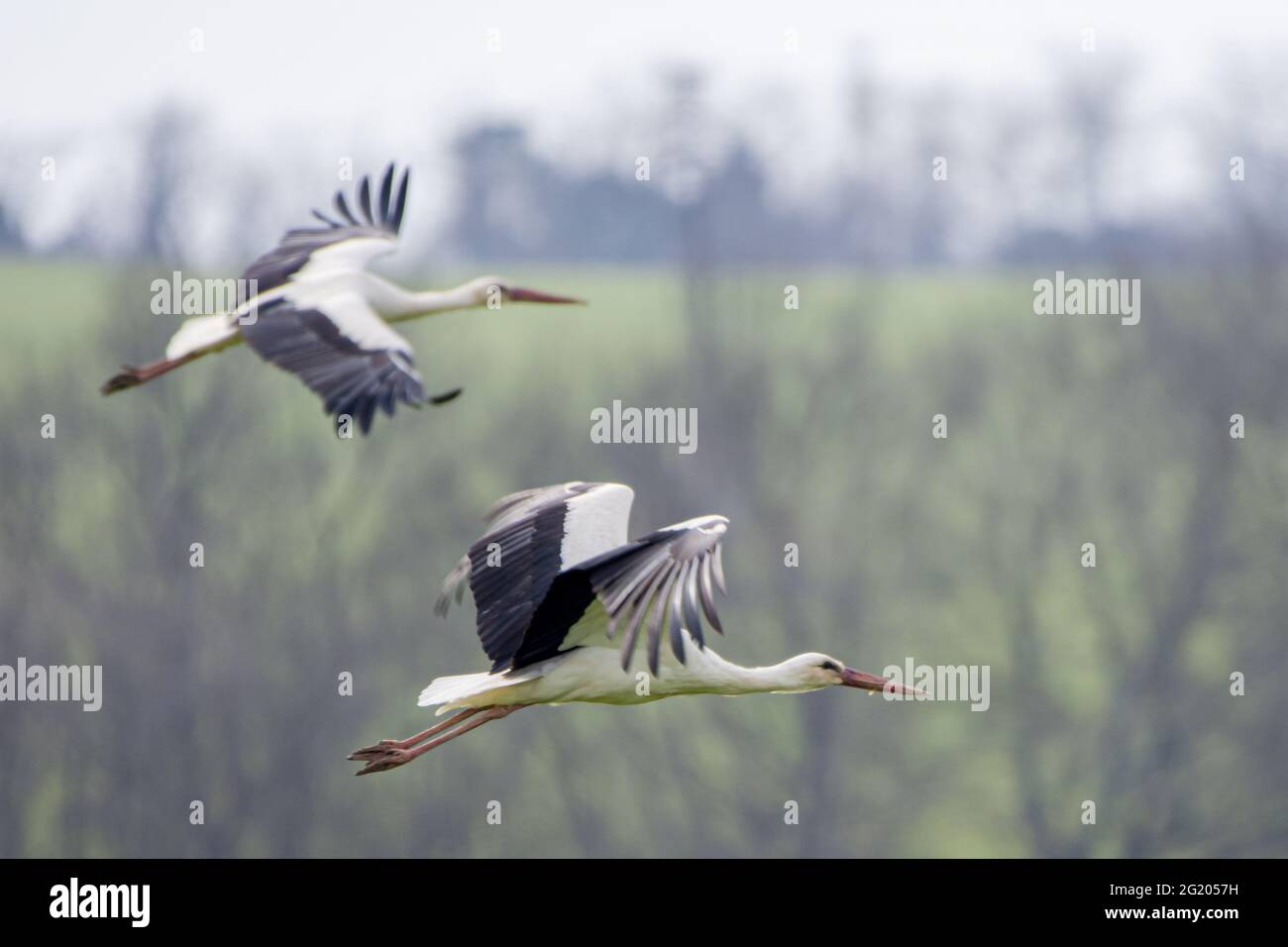 Wonderful view of flying storks Stock Photo - Alamy