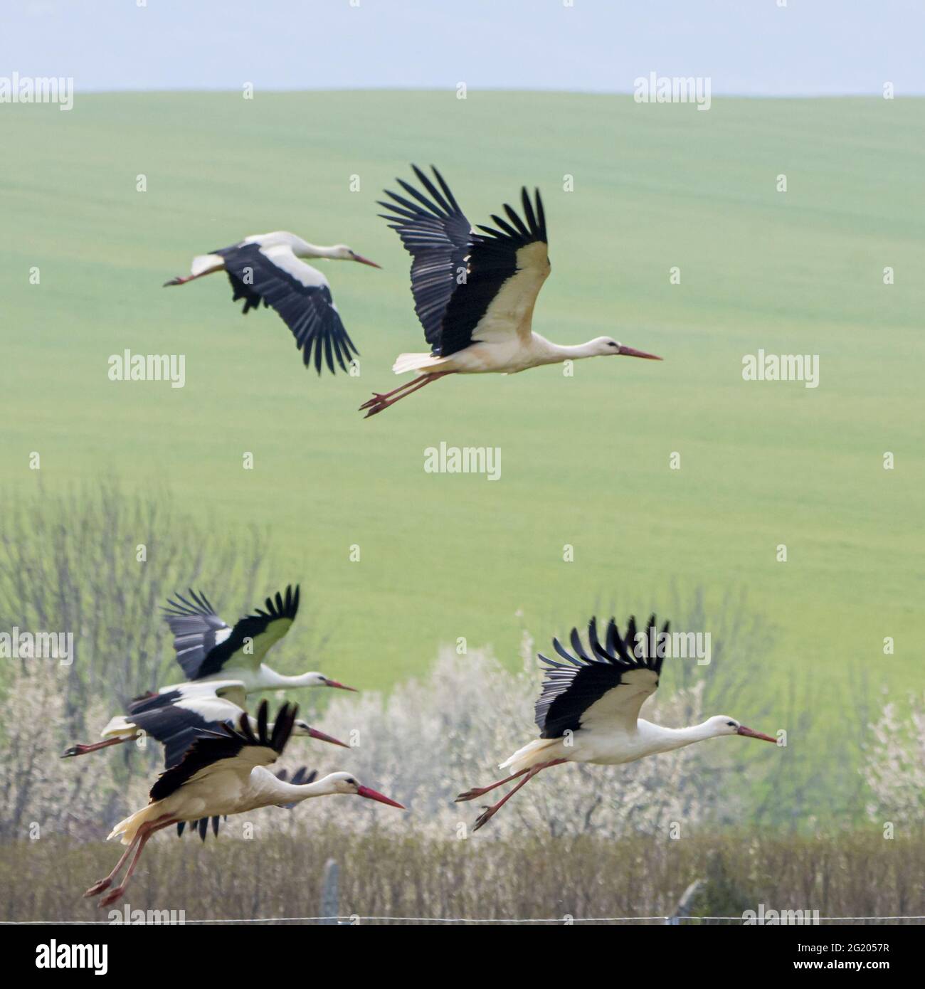 Wonderful view of flying storks Stock Photo - Alamy