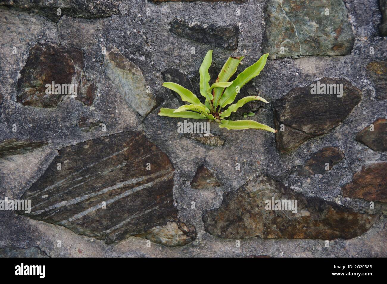 Wheal Peevor, Cornish Mine, Engine Pumping House. Industrial Heritage ...