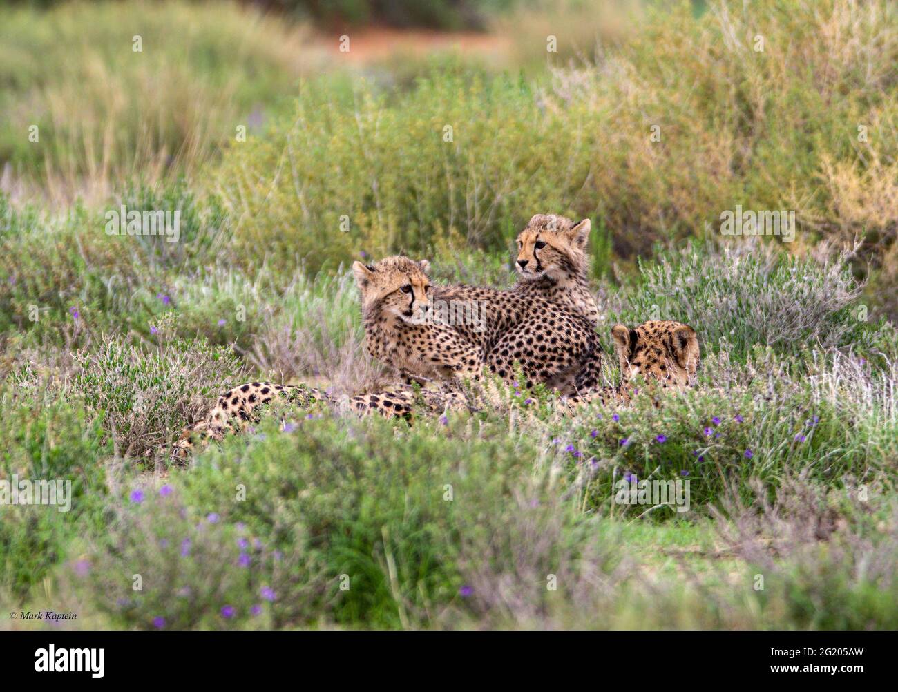 The family of cheetahs feast on the carcass of the springbok. KALAHARI ...