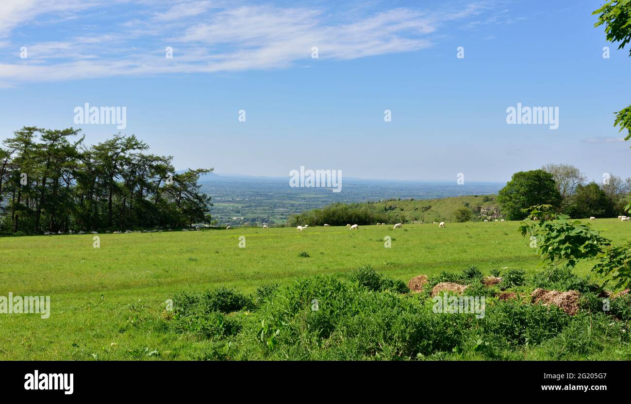 Sheep in grassy field overlooking escarpment above Severn Vale looking ...
