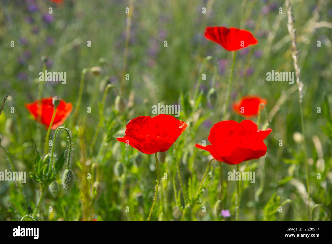 Poppy red fondo hi-res stock photography and images - Alamy